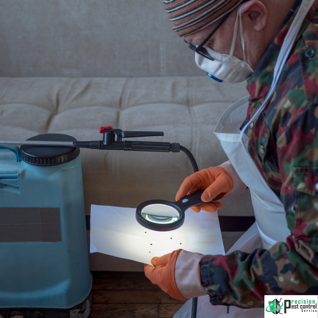 Elite Bed Bug Exterminator Services in Los Angeles